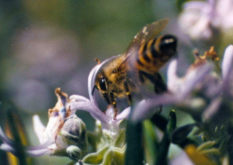 PhotoCult - Sorgente